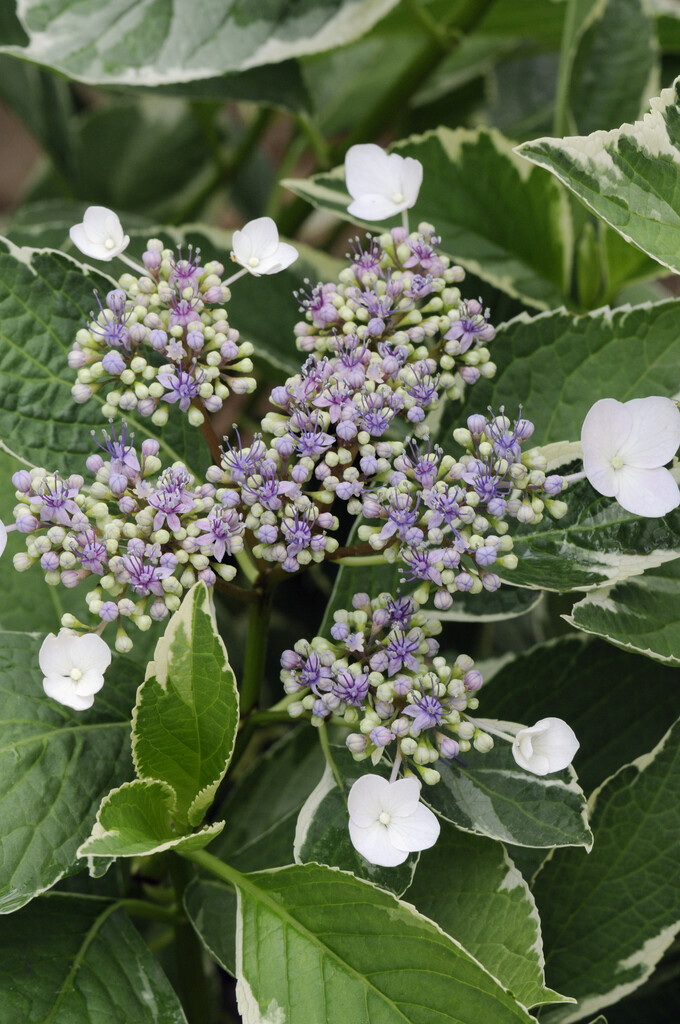 Hydrangea macrophylla &Mariesii Variegata& (L/v) | Shrubs/RHS Gardening