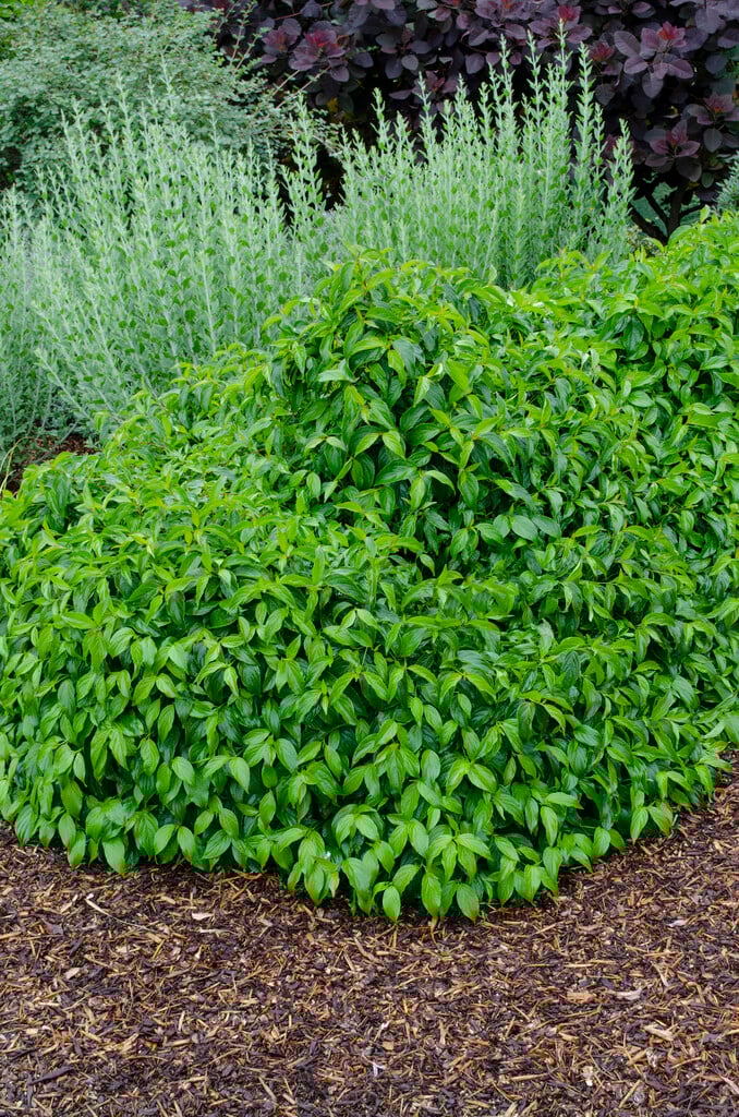 Cornus &Kelsey Dwarf& | red osier dogwood &Kelseyi& Shrubs/RHS Gardening