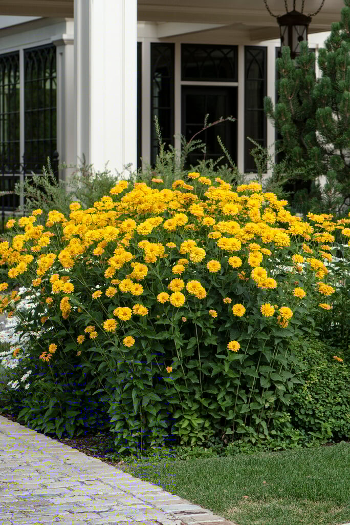 Heliopsis helianthoides &Summer Sun& | Herbaceous Perennial/RHS Gardening