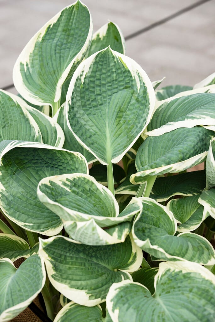 Hosta &Barbara Ann& (v) | plantain lily &Barbara Ann& Herbaceous ...