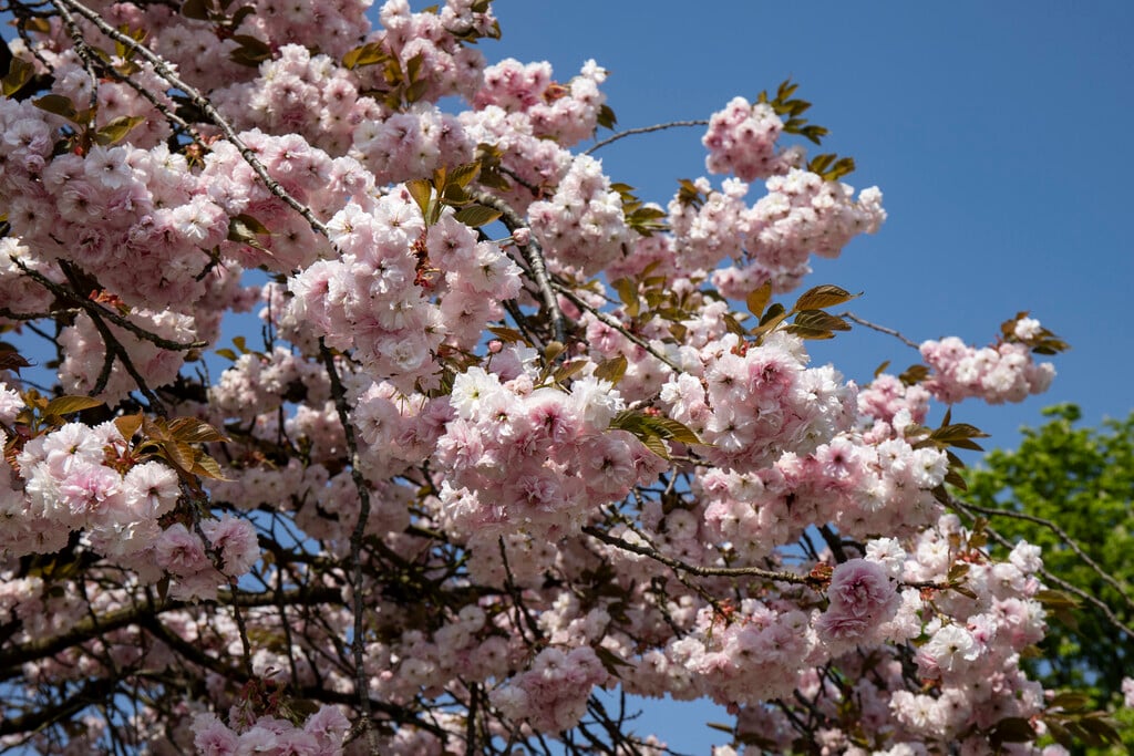 Prunus serrulata &Fugenzo& | Trees/RHS Gardening