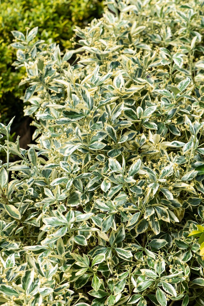 Silver Queen Euonymus Japonicus