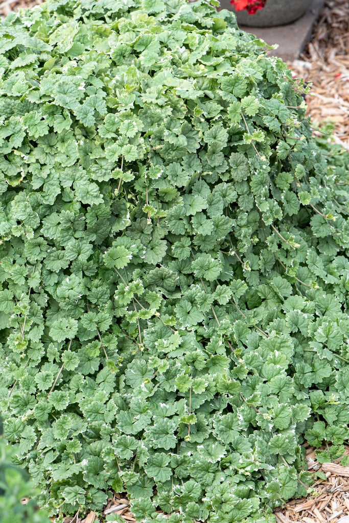 Nepeta hederacea &Variegata& | variegated ground ivy Herbaceous ...