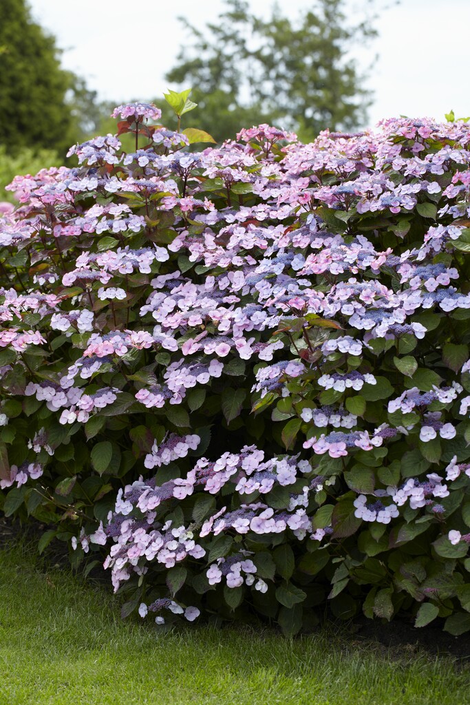 Hydrangea macrophylla 'Sweet Fantasy' (Hovaria Series) (H) | hydrangea ...