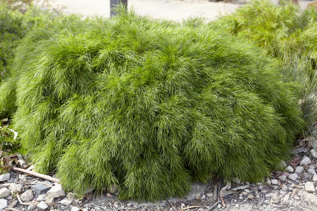 Acacia cognata &Limelight&PBR | wattle &Limelight& /RHS