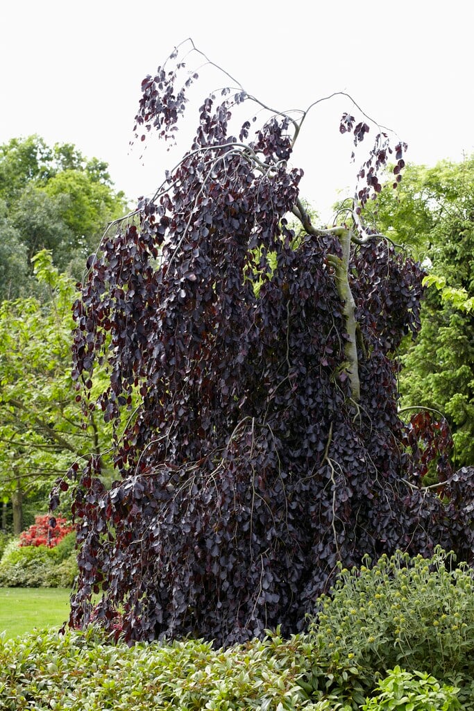 Purple Weeping Beech Tree