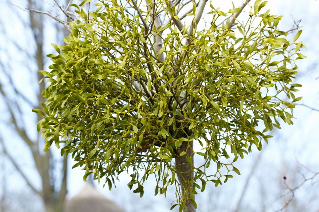 Viscum album | druid&s weed /RHS Gardening