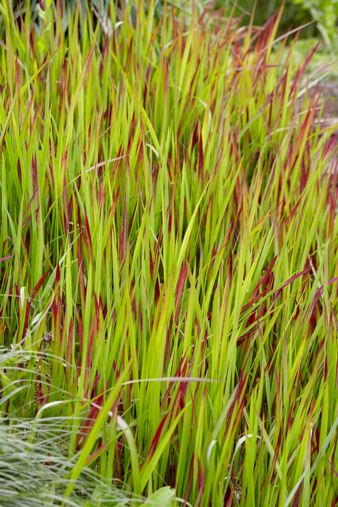Imperata &Red Baron& | cogon grass &Rubra& Grass Like/RHS Gardening
