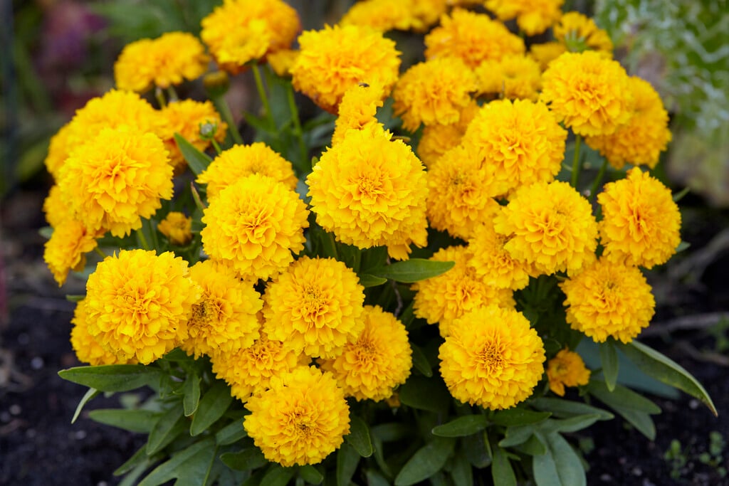 Coreopsis grandiflora | large-flowered tickseed Herbaceous Perennial ...