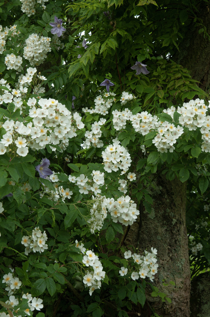 Rosa helenae | Helen&s rose Roses/RHS Gardening