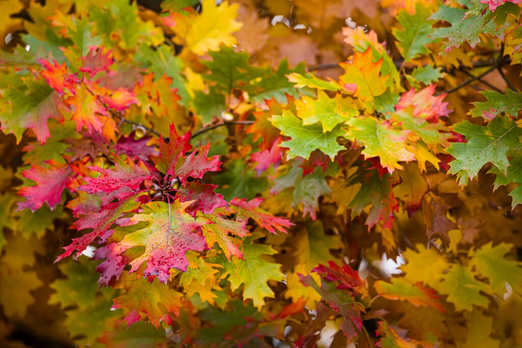 Quercus borealis | red oak Trees/RHS Gardening