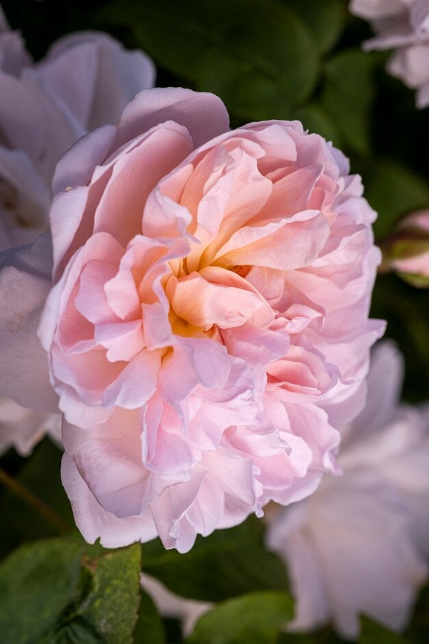 Rosa &Ausglisten& | rose [Cottage Rose] Roses/RHS Gardening