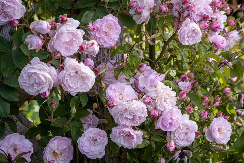 Rosa &Blush Noisette& | rose &Noisette Carnée& Roses/RHS Gardening
