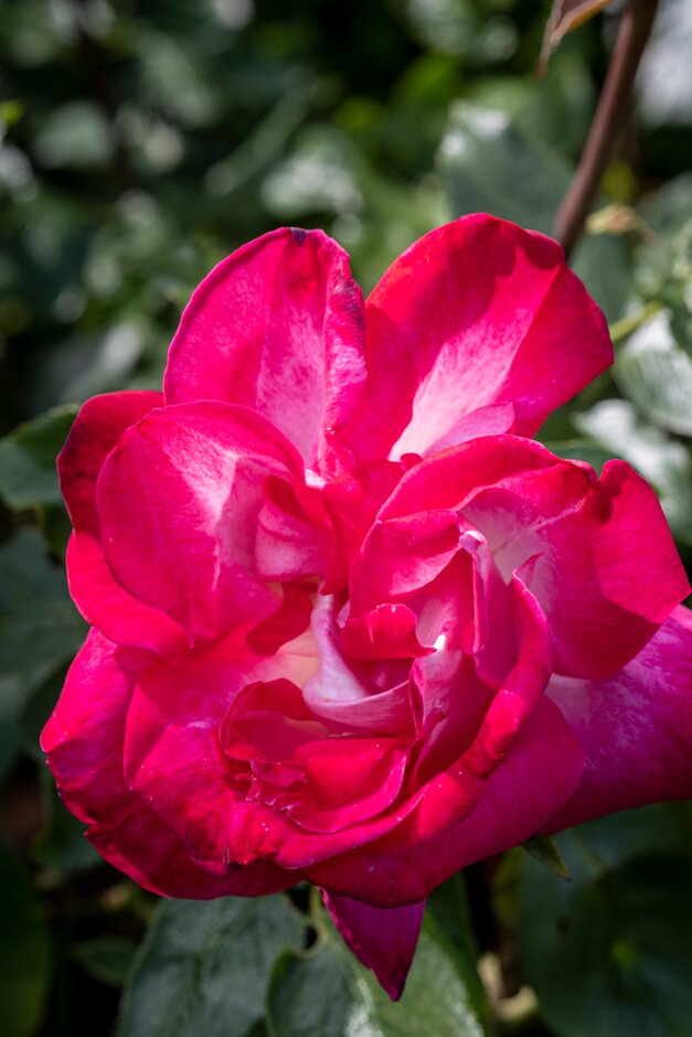 Rosa Rose Gaujard (&Gaumo&) (HT) | rose [Rose Gaujard] Roses/RHS
