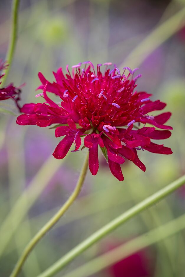 Knautia macedonica &Mars Midget& | Macedonian scabious &Mars Midget ...