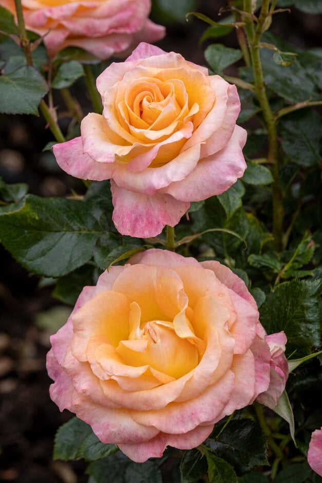 Rosa Britannia (&Frycalm&PBR) (HT) | rose [Britannia] Roses/RHS Gardening