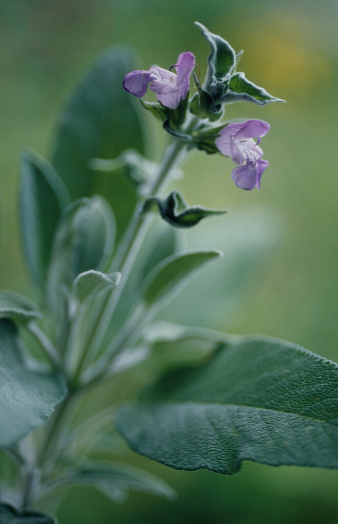 Salvia officinalis | common sage Herbs - Culinary/RHS Gardening