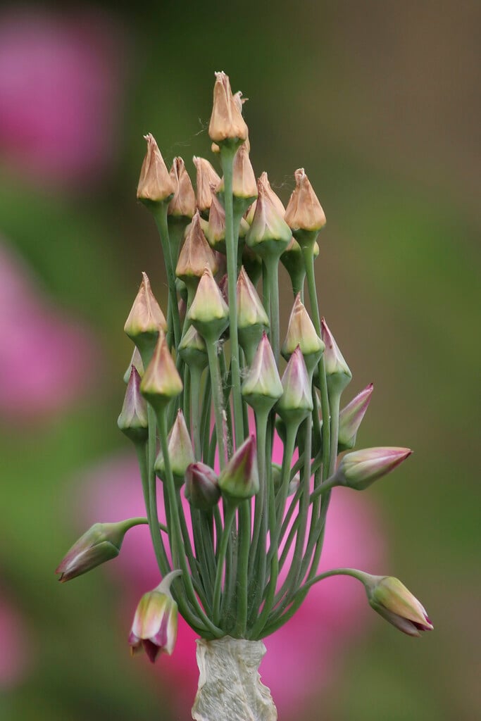 Allium bulgaricum | Bulgarian honey garlic Bulbs/RHS Gardening