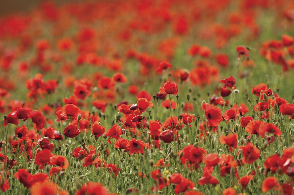 Papaver rhoeas | common poppy Annual Biennial/RHS Gardening