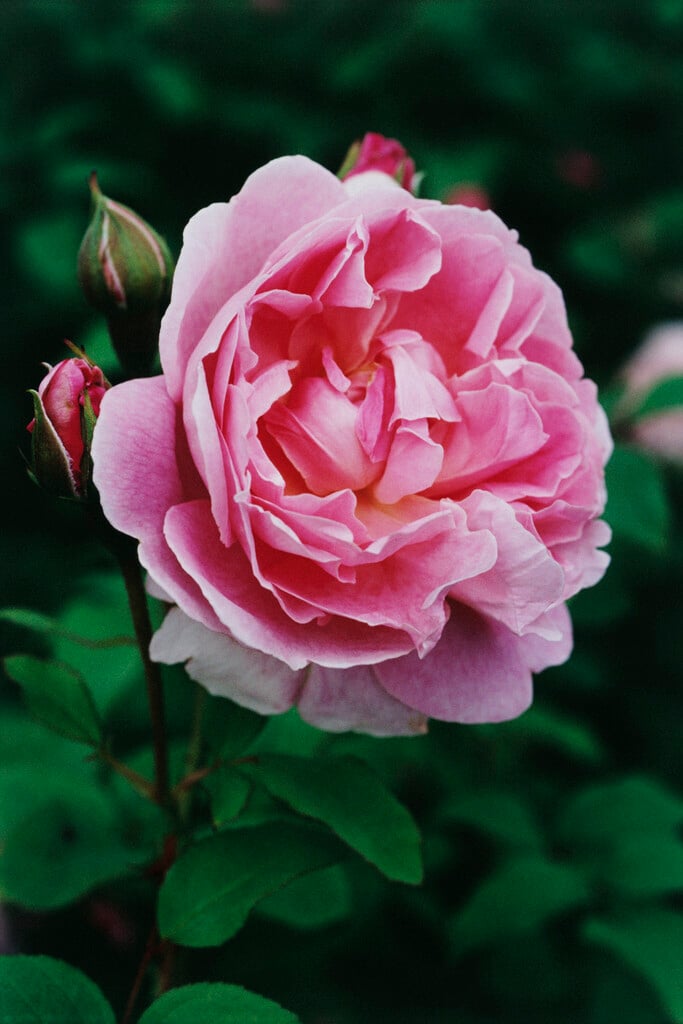 Rosa 'Ausglisten' | rose [Cottage Rose] Roses/RHS