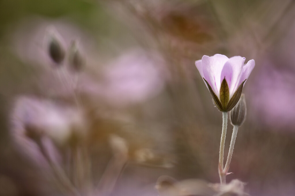 Geranium &Dusky Rose& | cranesbill &Dusky Rose& Herbaceous Perennial ...
