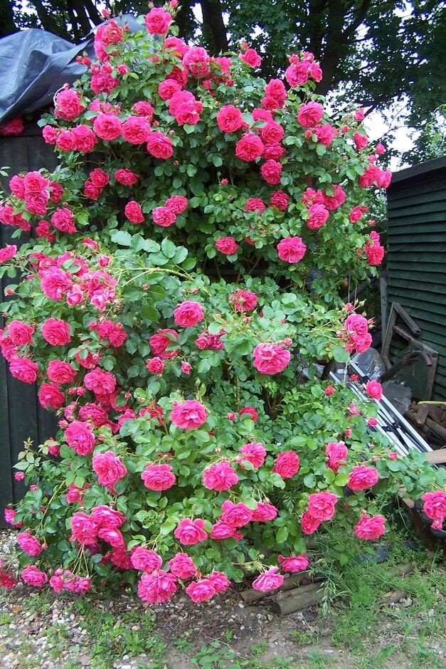 Rosa &Kortersen& | rose [Rosarium Uetersen] Roses/RHS Gardening