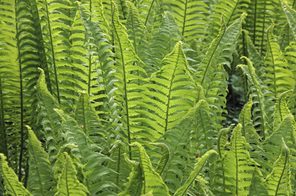 Matteuccia struthiopteris | shuttlecock fern Ferns/RHS Gardening