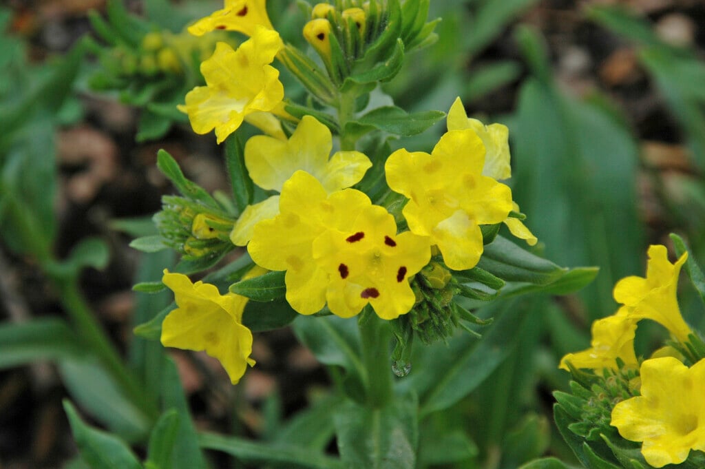 Arnebia pulchra | prophet flower /RHS