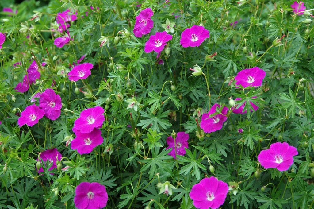 Geranium sanguineum | bloody cranesbill Herbaceous Perennial/RHS Gardening