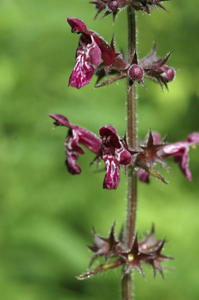 Stachys sylvatica | common hedge nettle Herbaceous Perennial/RHS Gardening