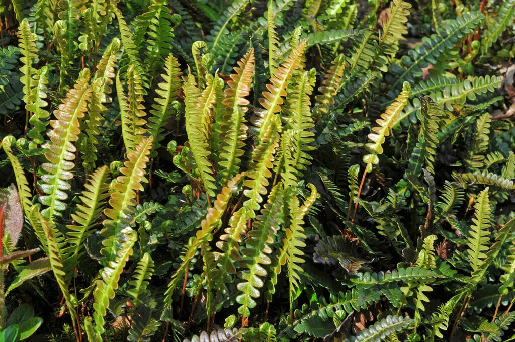 Blechnum penna-marina | alpine water fern Ferns/RHS Gardening