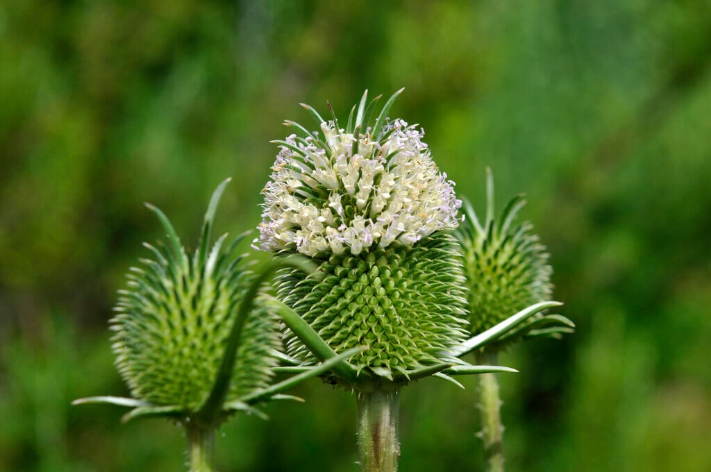 Dipsacus sativus | draper&s teasel Annual Biennial/RHS Gardening