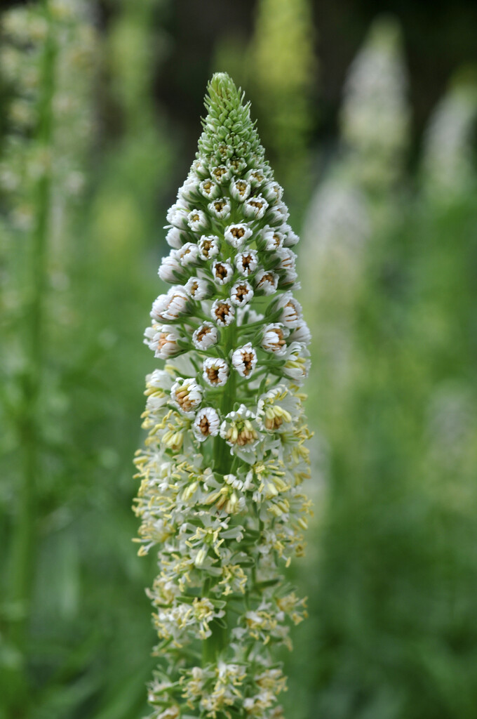 Reseda alba | white mignonette /RHS