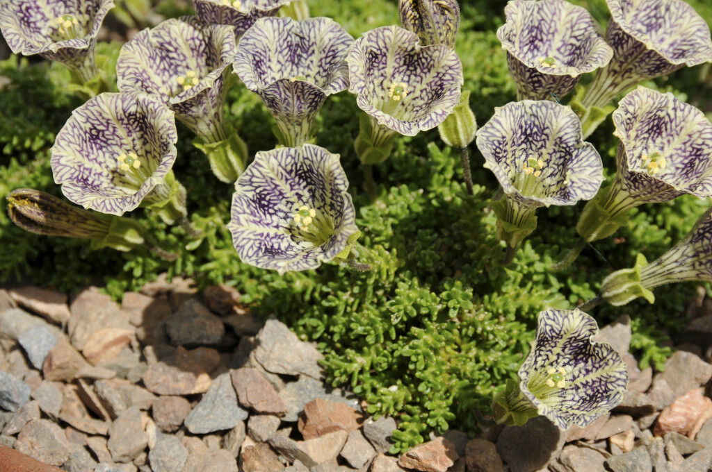 Petunia patagonica | Alpine Rockery/RHS Gardening