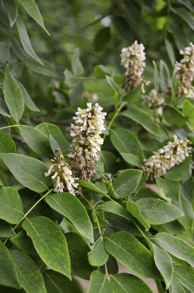 Maackia amurensis | Amur maackia /RHS Gardening