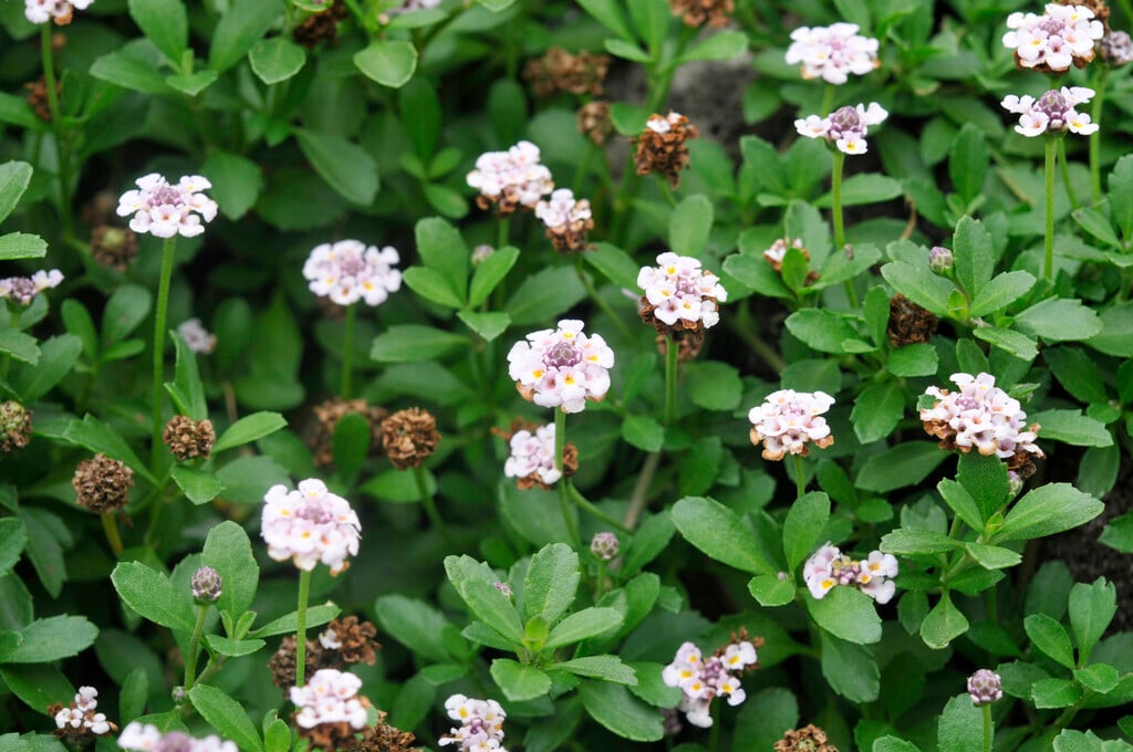 Phyla nodiflora | capeweed Herbaceous Perennial/RHS Gardening