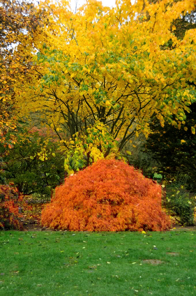 Acer palmatum &Dissectum Rubrifolium& | Shrubs/RHS Gardening