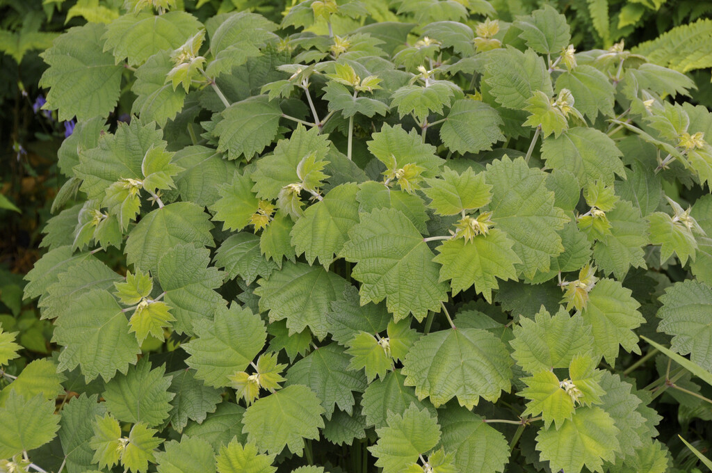 Boehmeria japonica var. platanifolia | sycamore-leaf false nettle /RHS ...