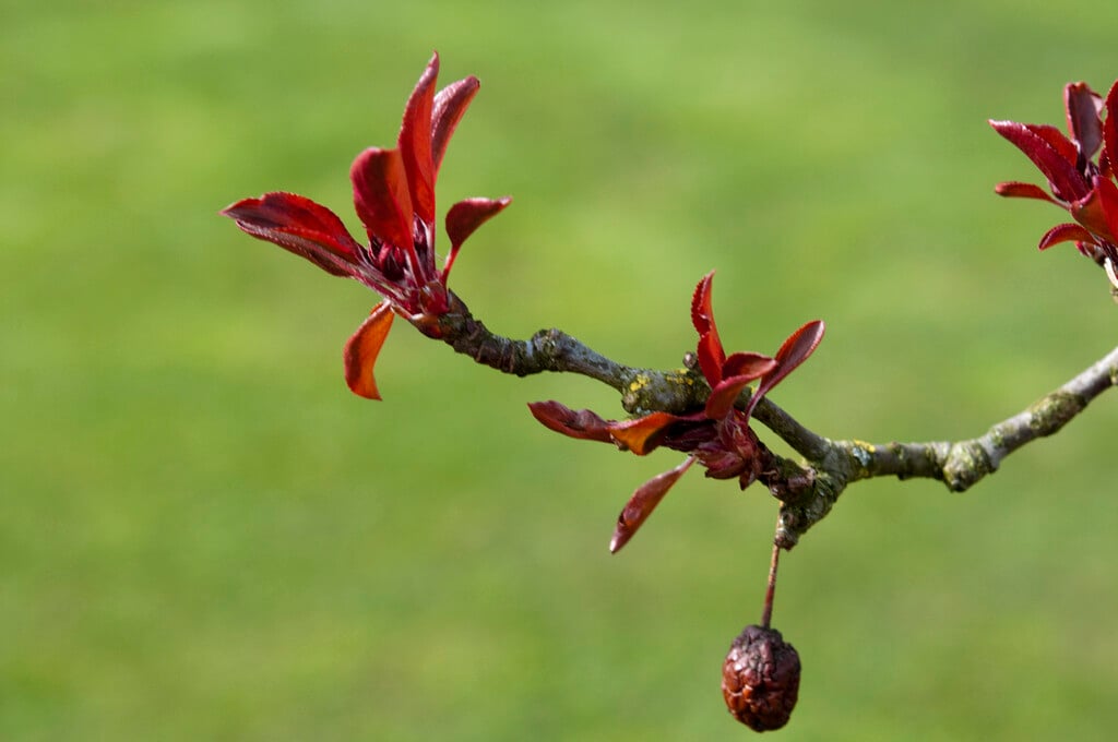 Malus × scheideckeri &Red Jade& | crab apple &Red Jade& Trees/RHS Gardening