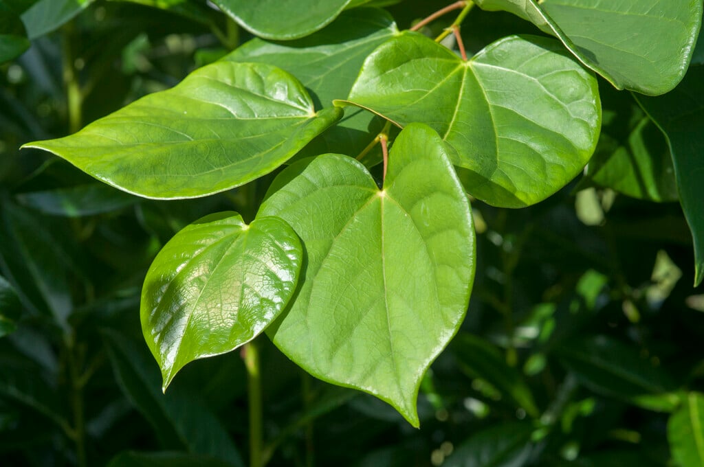Cercis chinensis &Avondale& | Chinese redbud &Avondale& Shrubs/RHS ...
