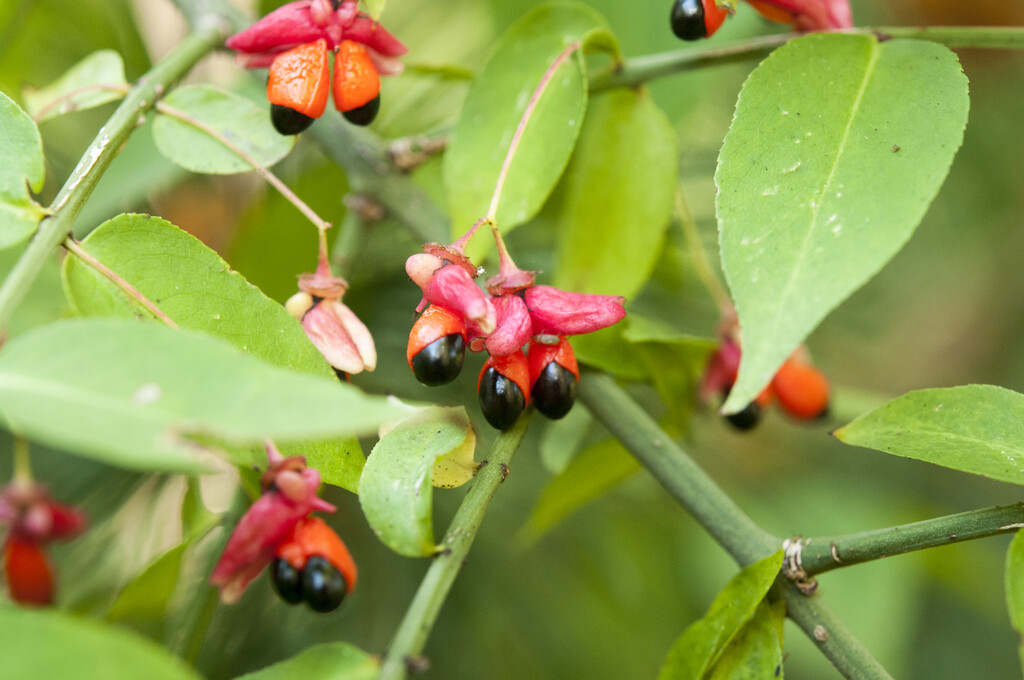 Euonymus verrucosus | warted spindle tree Shrubs/RHS Gardening
