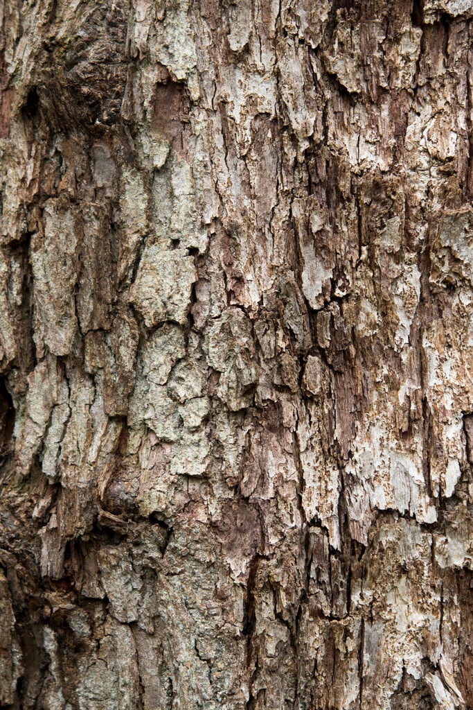 Quercus macranthera | Caucasian oak Trees/RHS Gardening