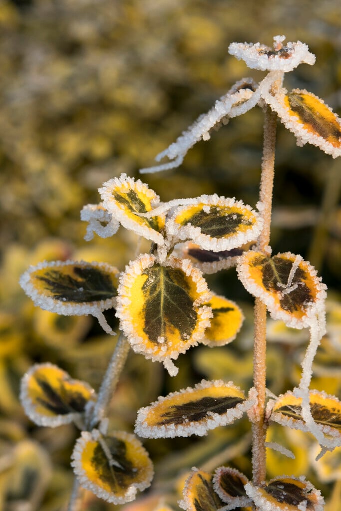 Euonymus fortunei | winter creeper Climber Wall Shrub/RHS Gardening