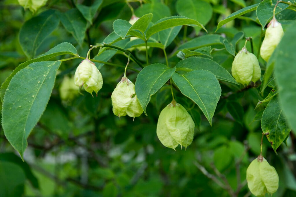 Staphylea trifolia | American bladdernut Shrubs/RHS Gardening
