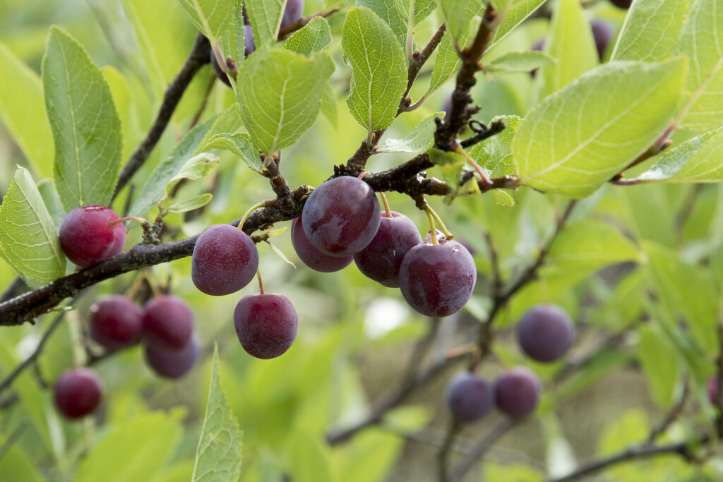 Prunus maritima | beach plum /RHS