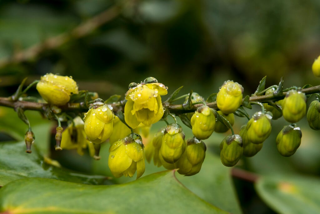 Mahonia japonica | Japanese mahonia Shrubs/RHS Gardening