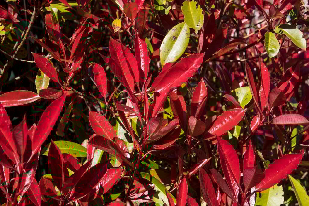Photinia × fraseri &Red Robin& | Christmas berry &Red Robin& Shrubs/RHS ...