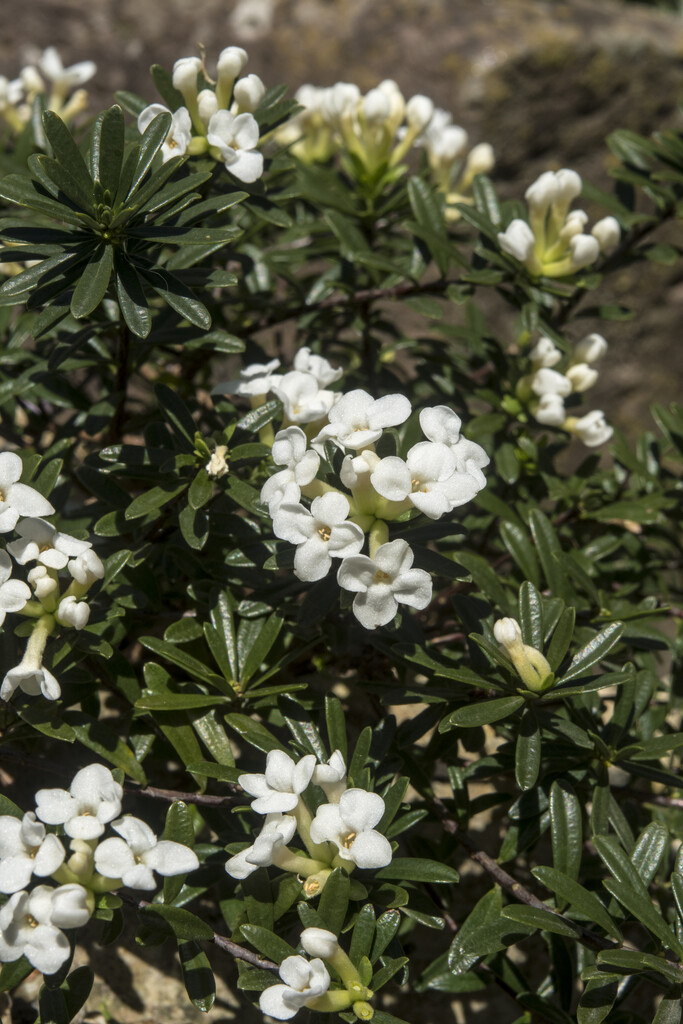 Daphne × hendersonii &Marion White& | Henderson&s daphne &Marion White ...