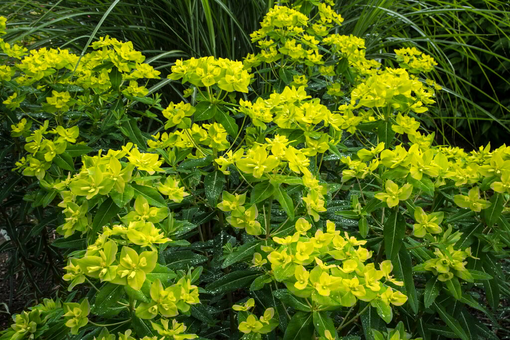 18 Common And Rare Euphorbia Varieties (With Pictures) - A Garden Diary