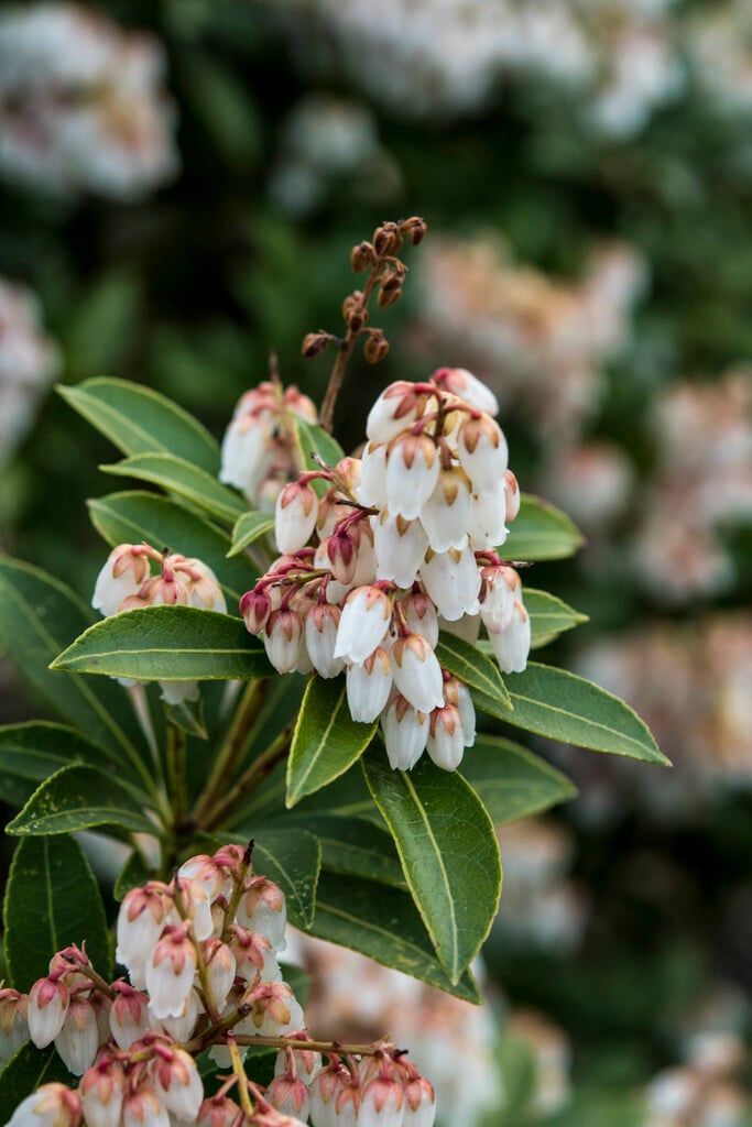 Pieris Japonica Cupido Winterhart